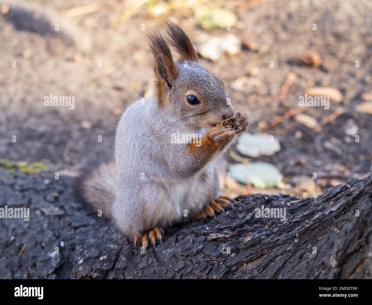 The squirrel with nut sits on tree in the autumn. Eurasian red squirrel ...
