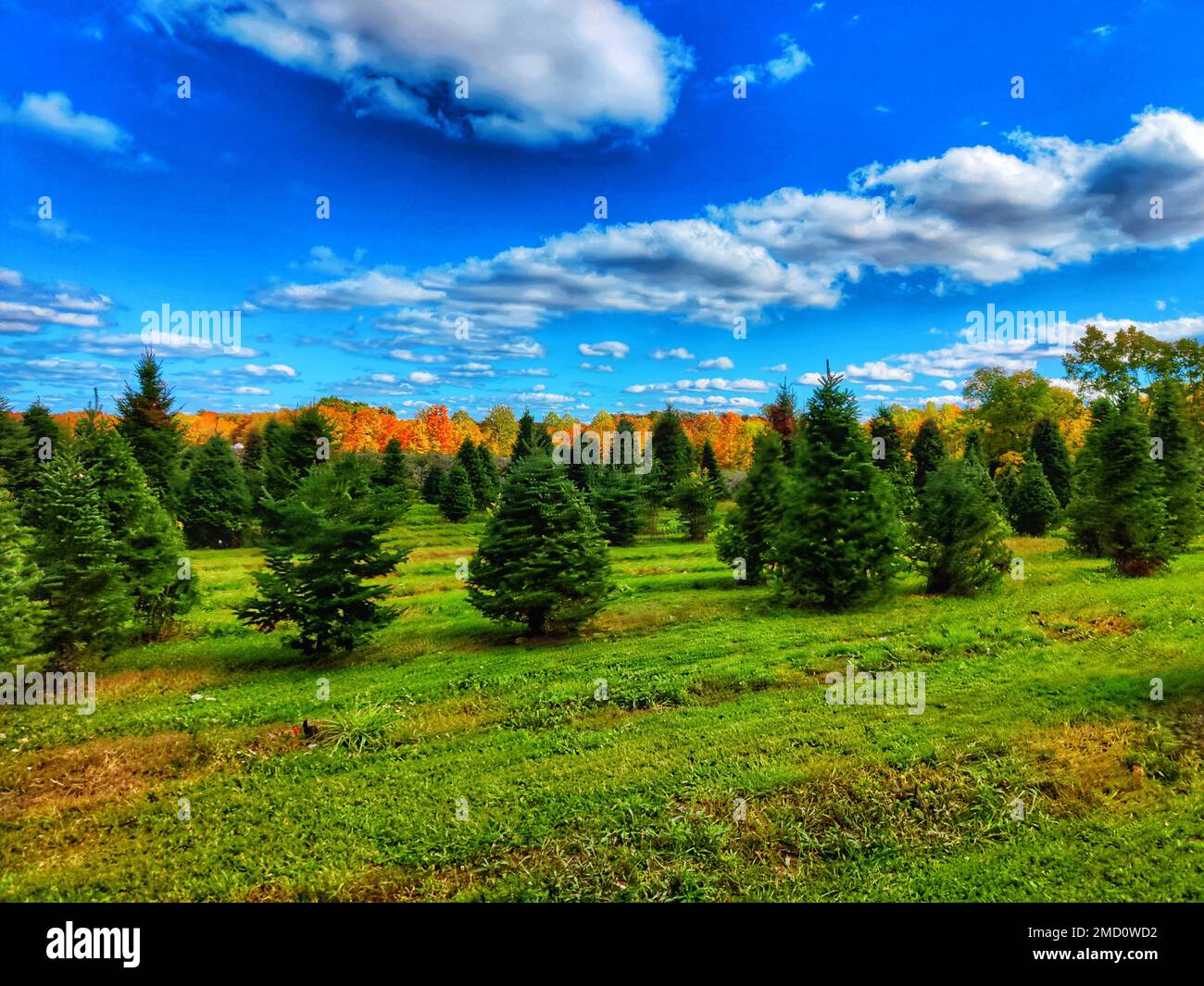 A scenic view of evergreen trees in a field under the beautiful blue ...
