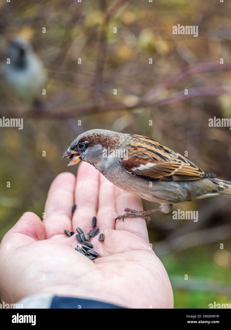 Sparrow eats seeds from a man's hand. A Sparrow bird sitting on the ...