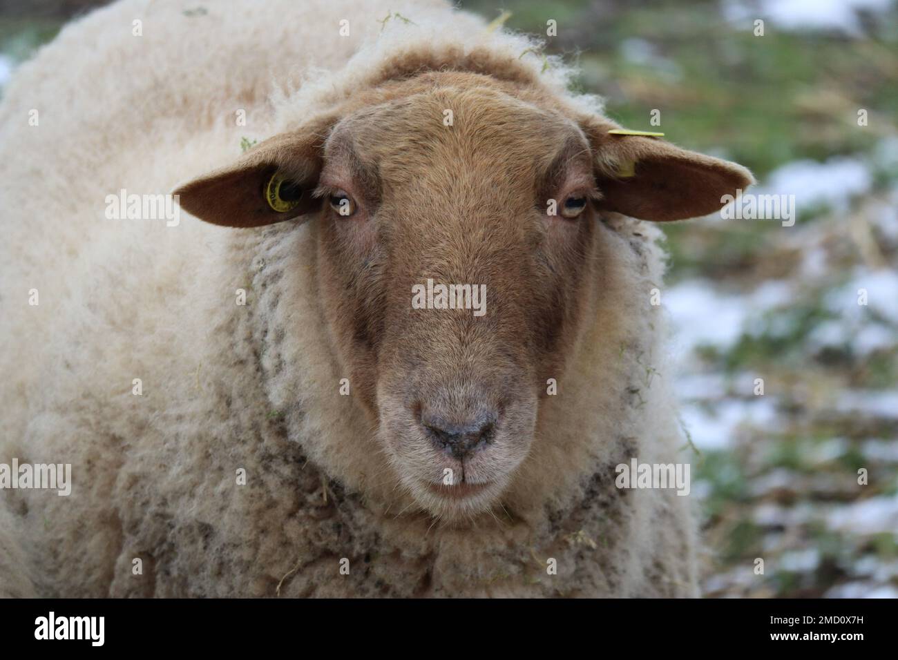 Fox and sheep hi-res stock photography and images - Alamy