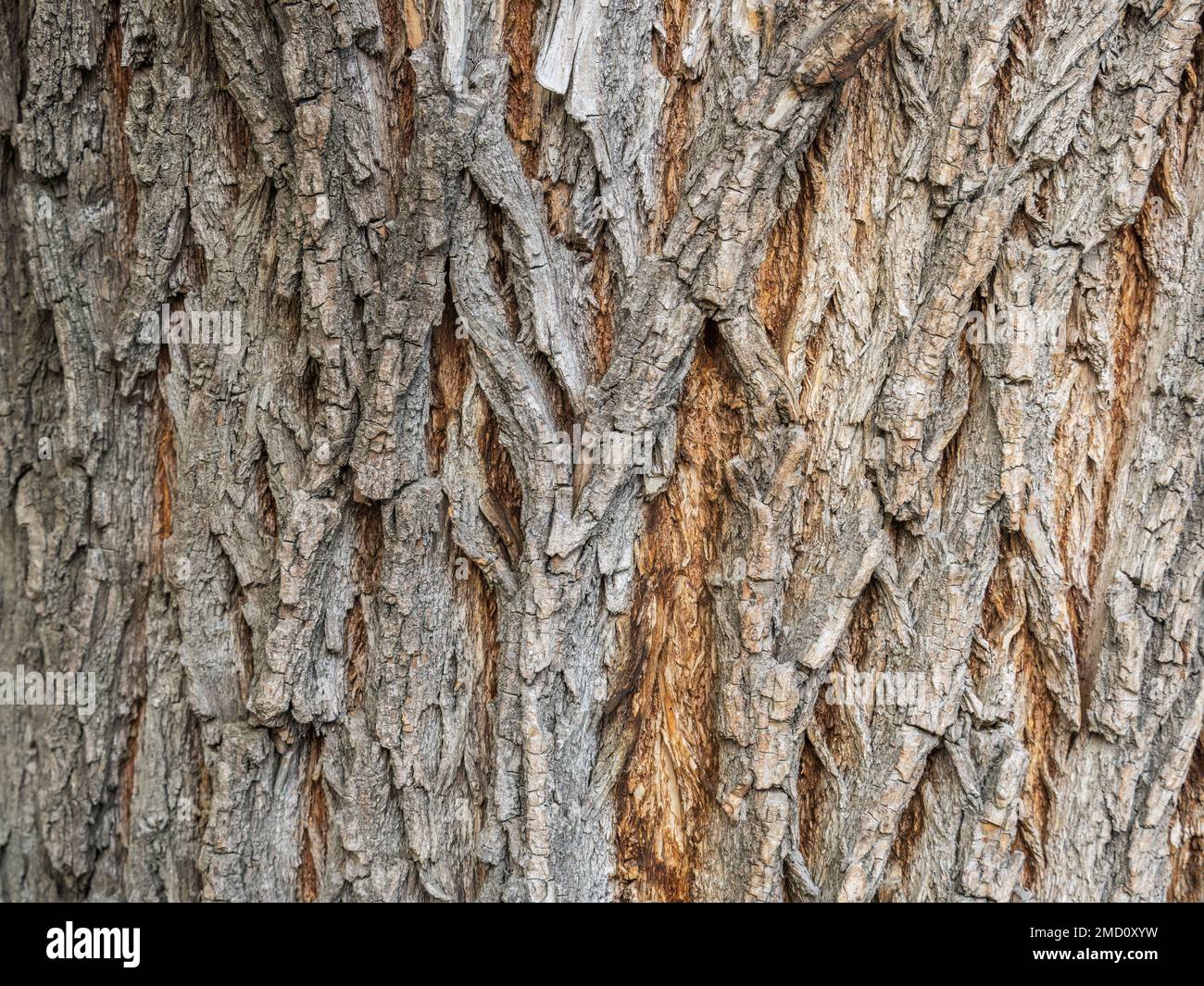 The texture of the bark of an old willow. Detailed bark texture ...