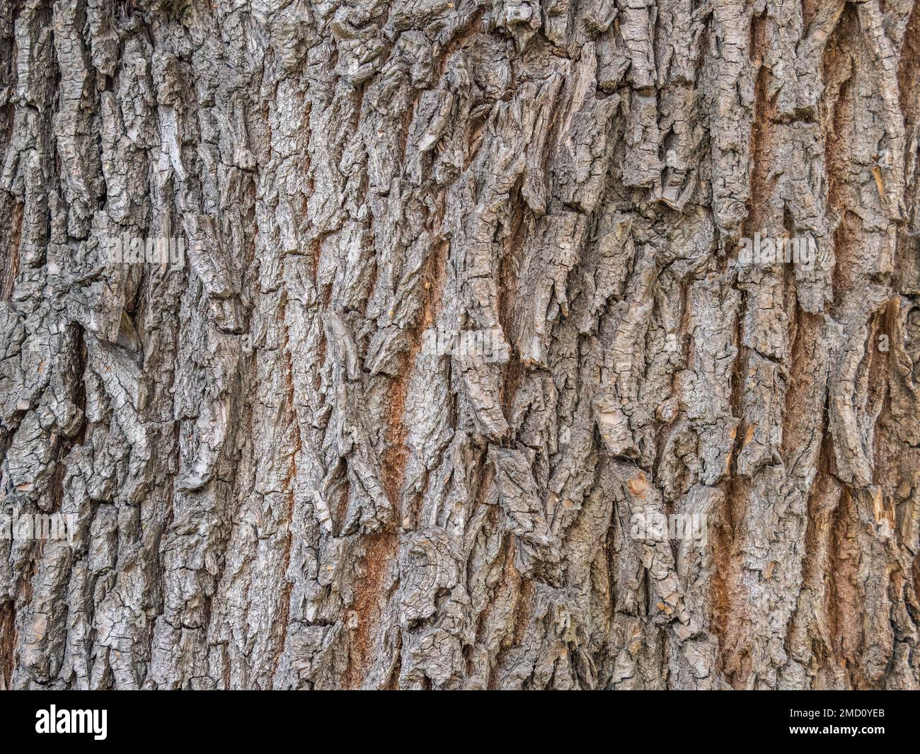 The texture of the bark of an old willow. Detailed bark texture ...