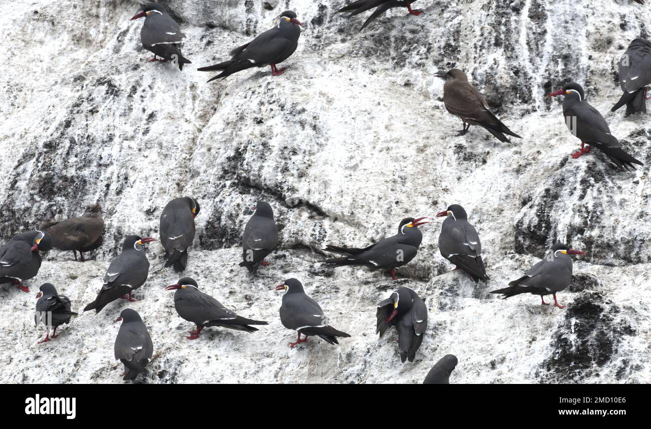 Inca terns (Larosterna inca) resting on a cliff ledge on the guano ...