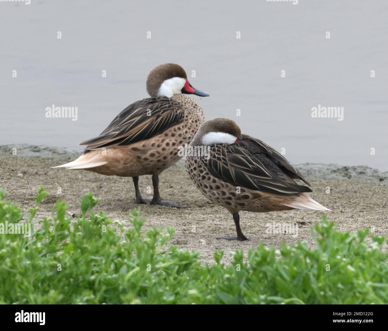 Pantanos de villa wildlife refuge hi-res stock photography and images - Alamy