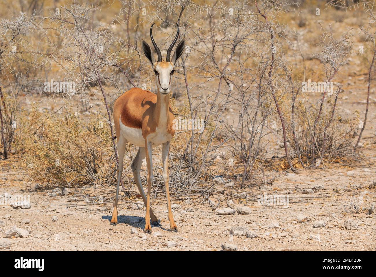 Springbok, medium-size antelope in natural habitat in Etosha National ...
