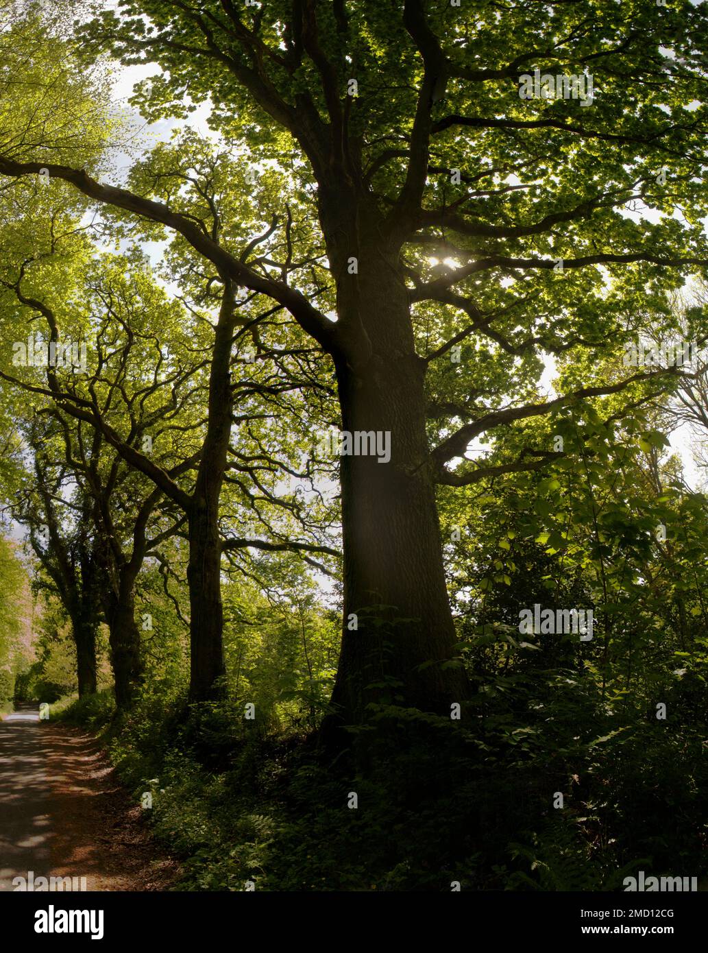 Leafy Spring lane in the Somerset countryside near Chard Stock Photo ...