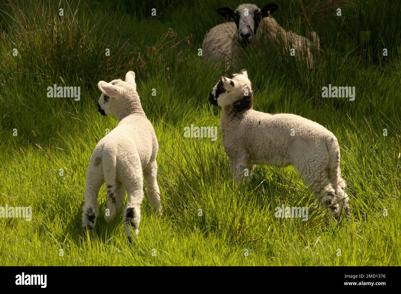 Spring lambs in Somerset meadow Stock Photo - Alamy