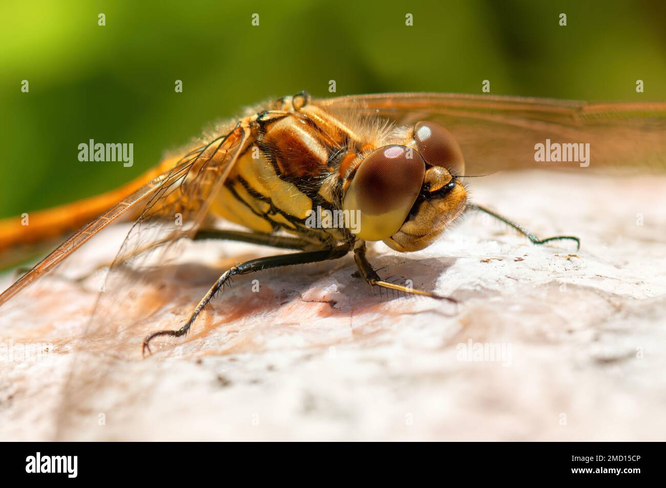 Dragonfly head closeup hi-res stock photography and images - Alamy