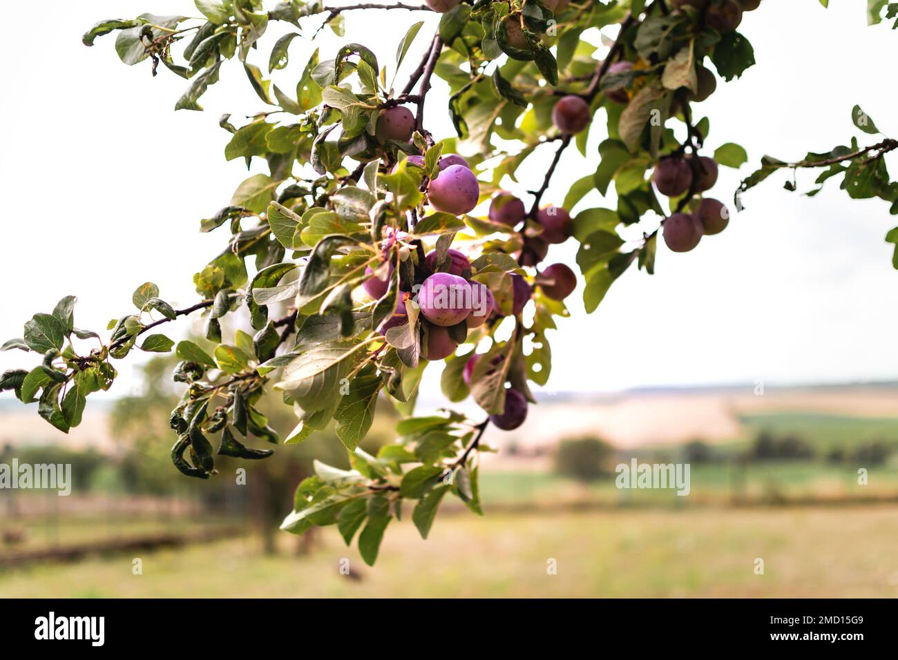 Wild plum tree in an orchard in France in summer. Blue and violet plums ...