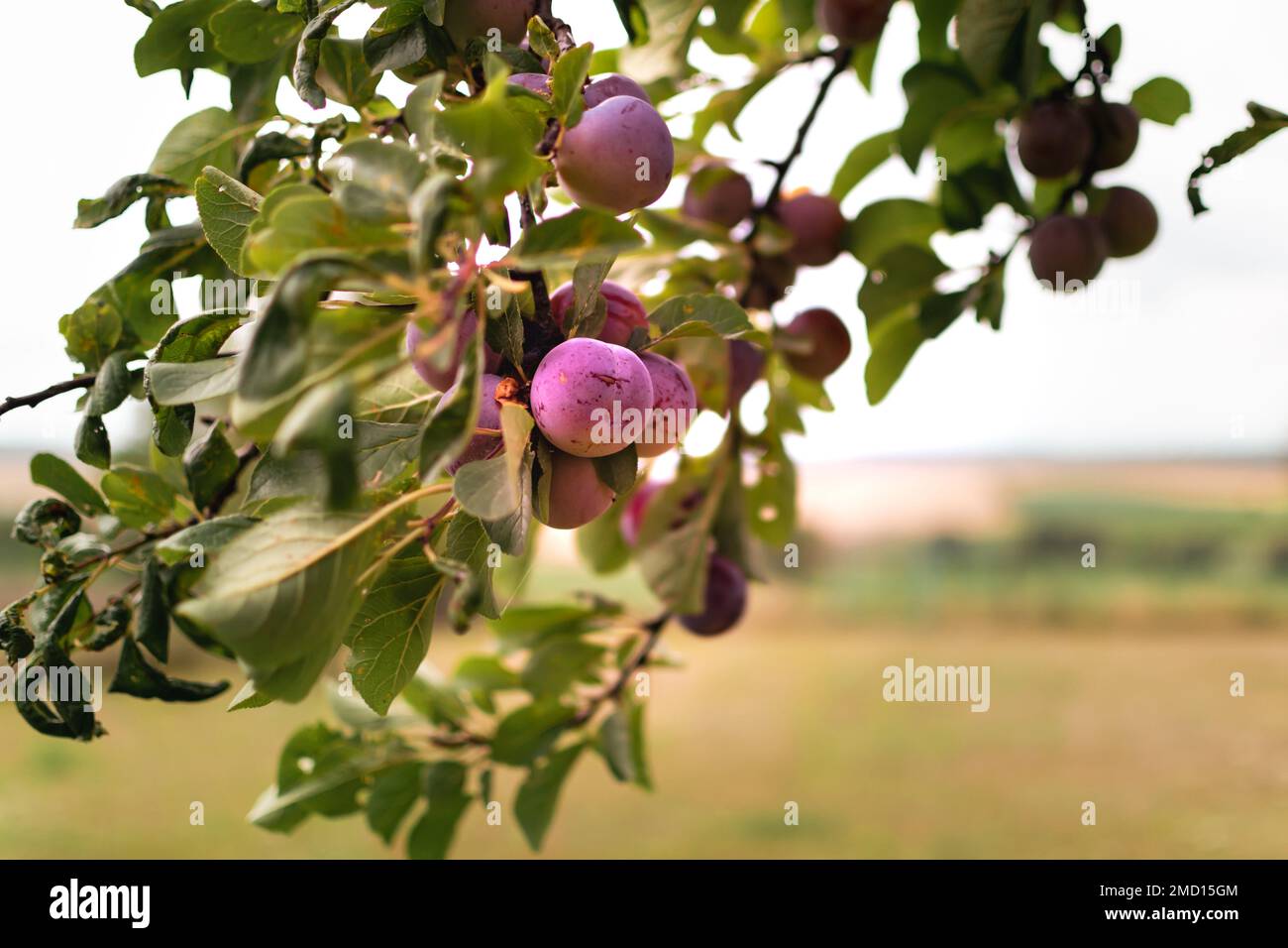 Wild plum tree in an orchard in France in summer. Blue and violet plums ...