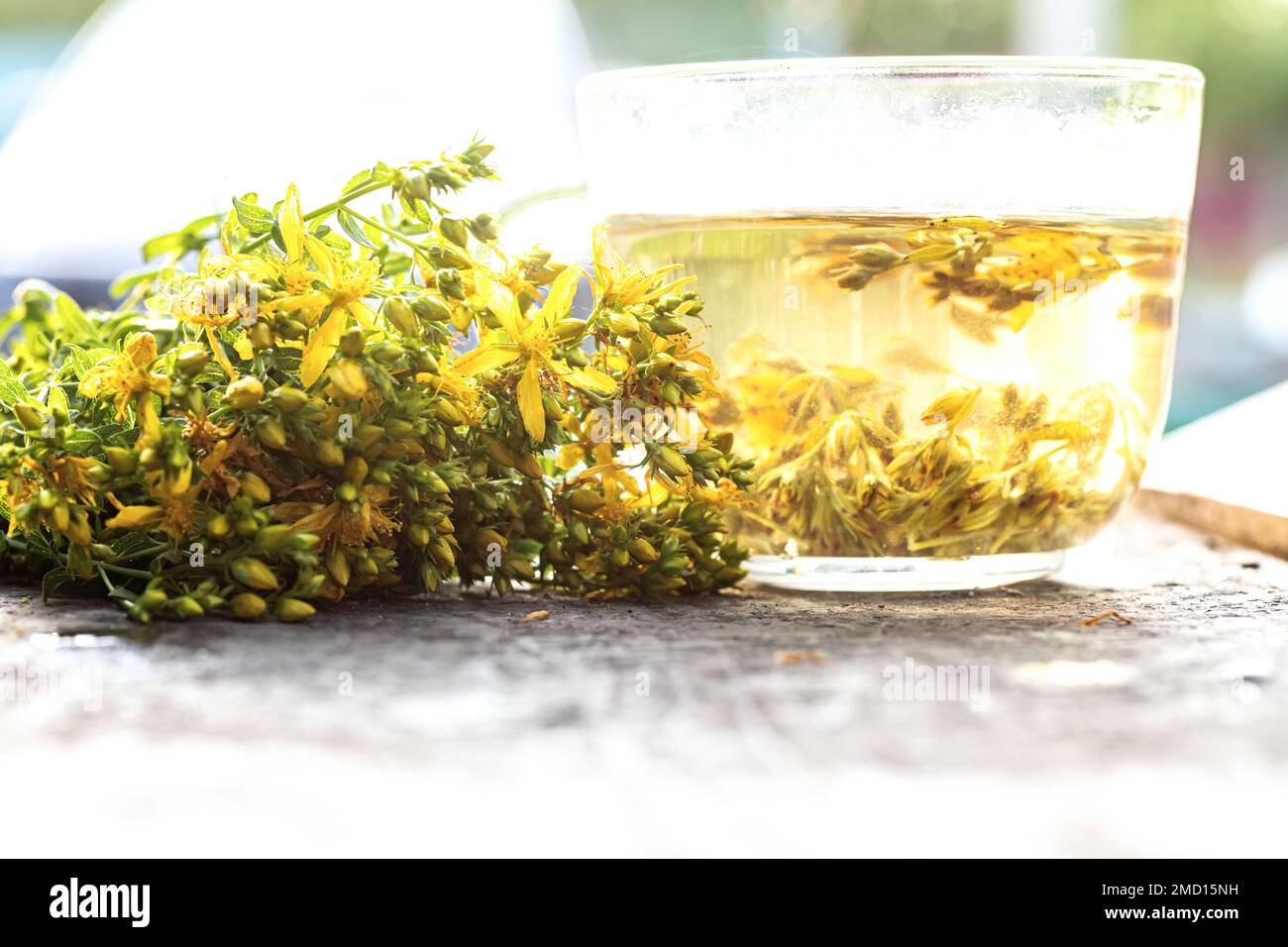 bunch of fresh flowering medicinal grass of St. John's wort near cup ...