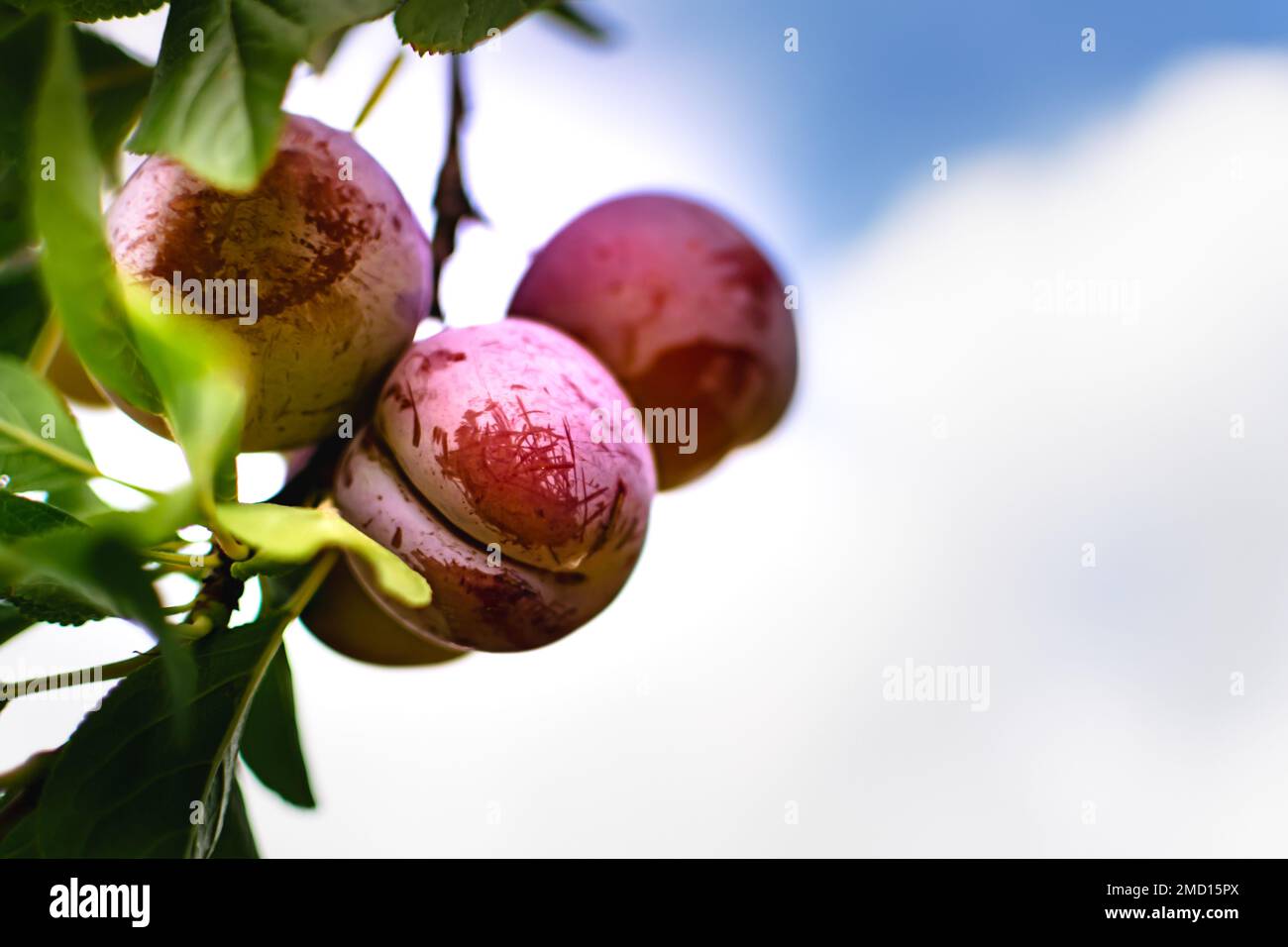Wild plum tree in an orchard in France in summer. Blue and violet plums ...