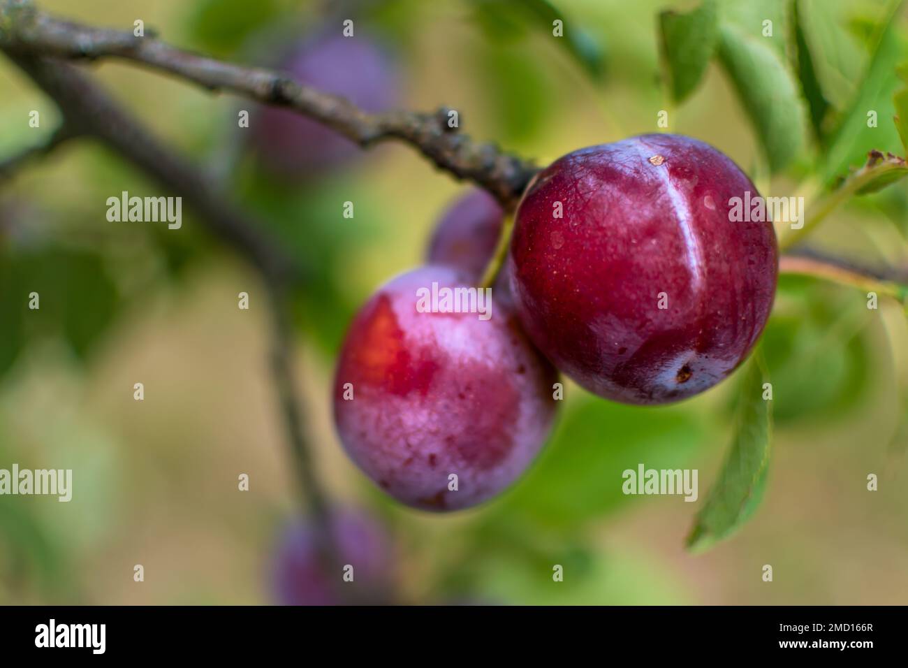 Wild plum tree in an orchard in France in summer. Blue and violet plums ...