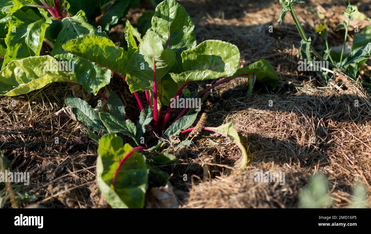 Red young chards growing in an ecological garden with mulch to preserve ...