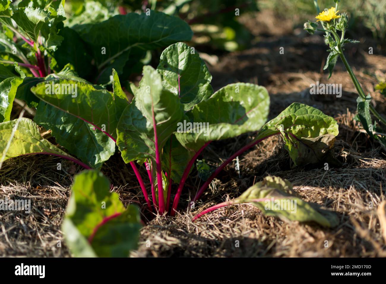 Red young chards growing in an ecological garden with mulch to preserve ...