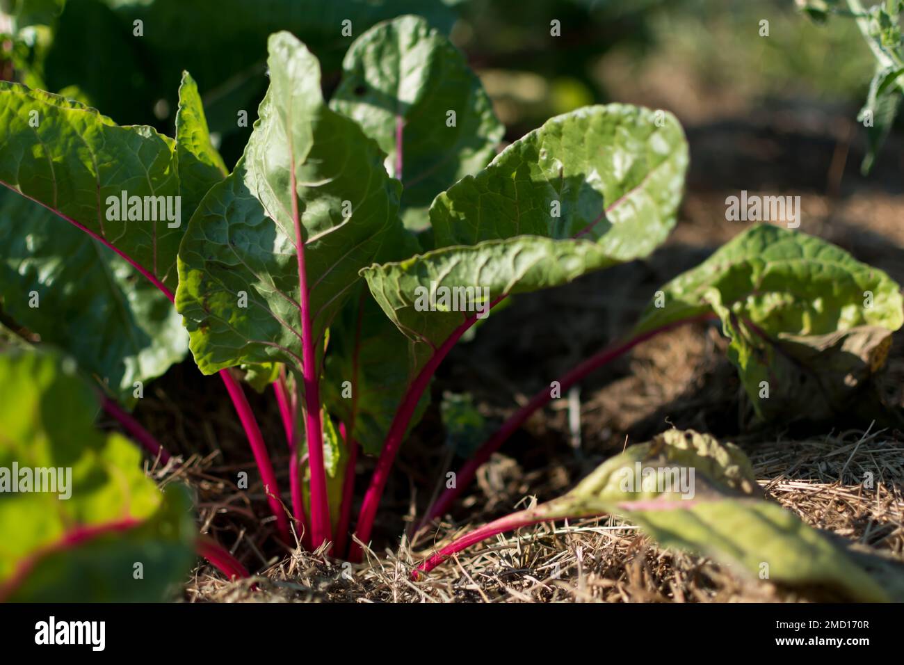 Red young chards growing in an ecological garden with mulch to preserve ...