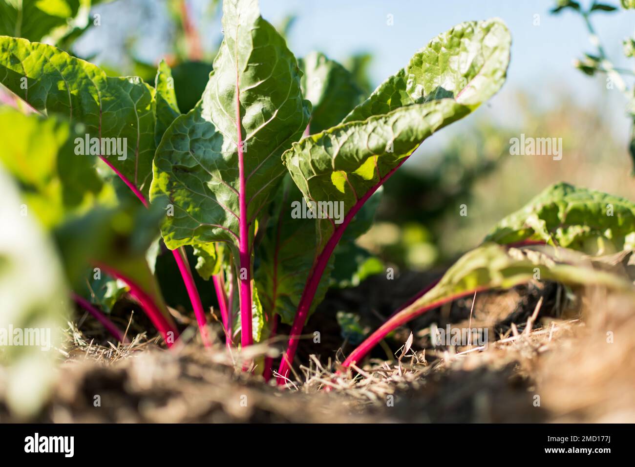 Red young chards growing in an ecological garden with mulch to preserve ...