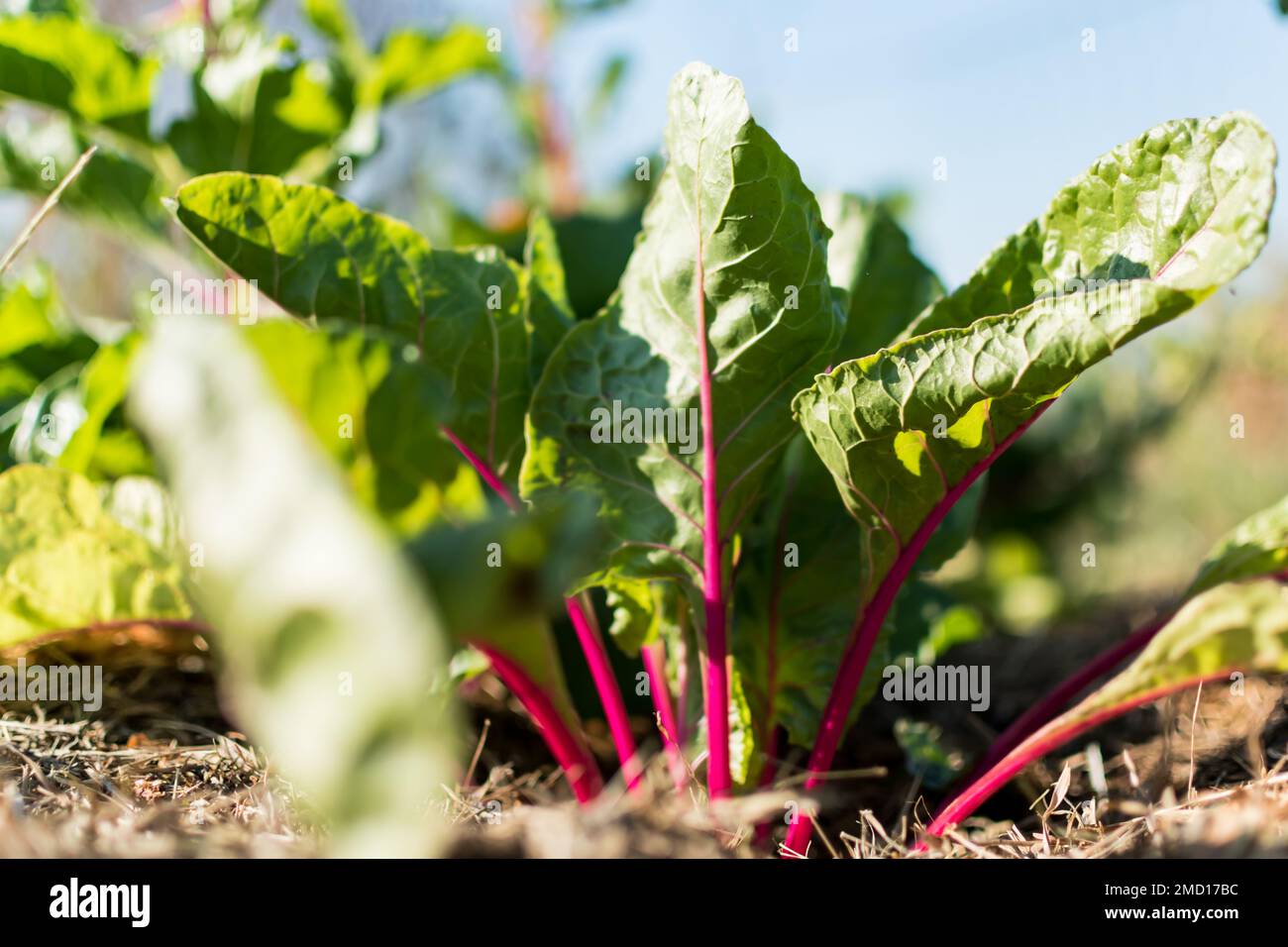 Red young chards growing in an ecological garden with mulch to preserve ...