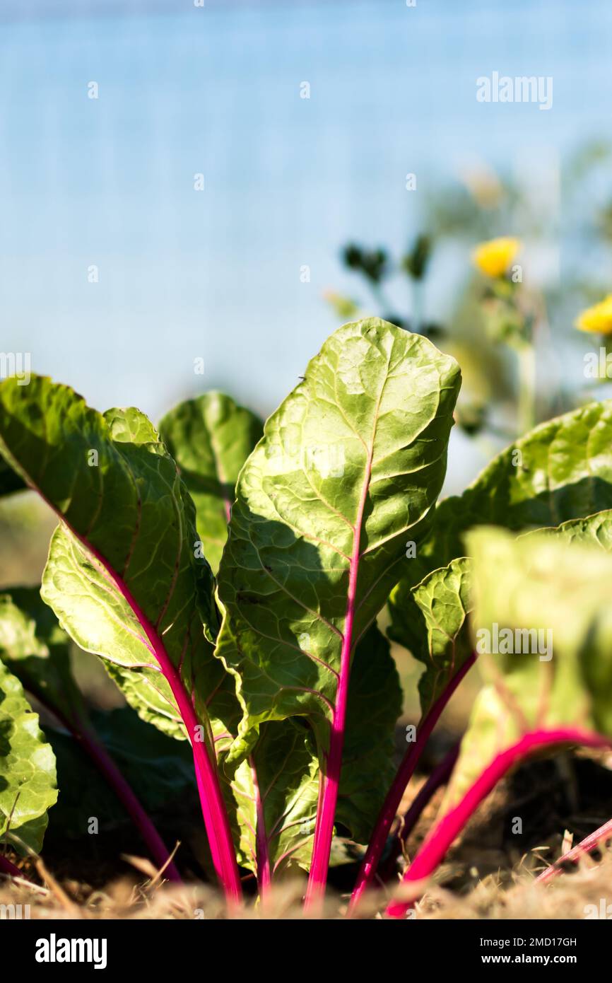 Red young chards growing in an ecological garden with mulch to preserve ...