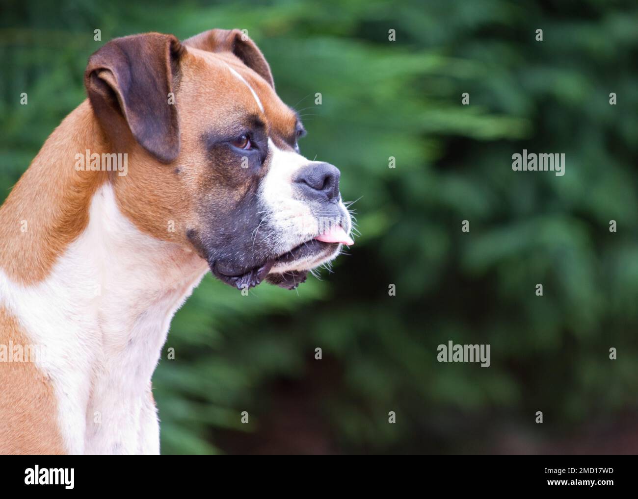 A closeup shot of the face of a Boxer dog in brown and white colors on ...