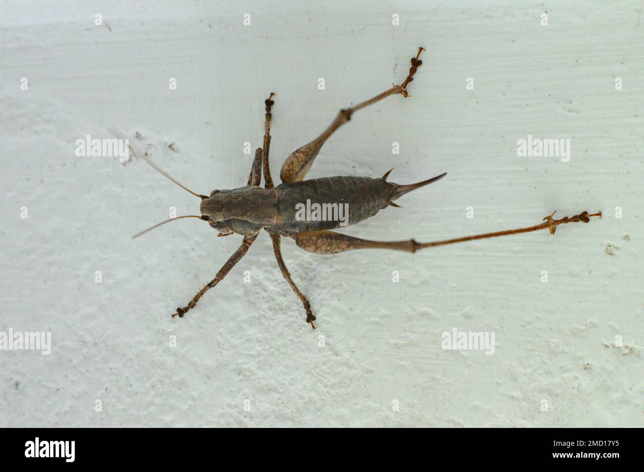 Tettigoniidae with a sharp tail on a wall in a house Stock Photo - Alamy