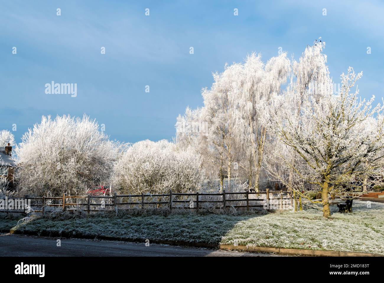Heavy frost in trees, Cherry Willingham, Lincolnshire, 22nd Jan 2023 ...