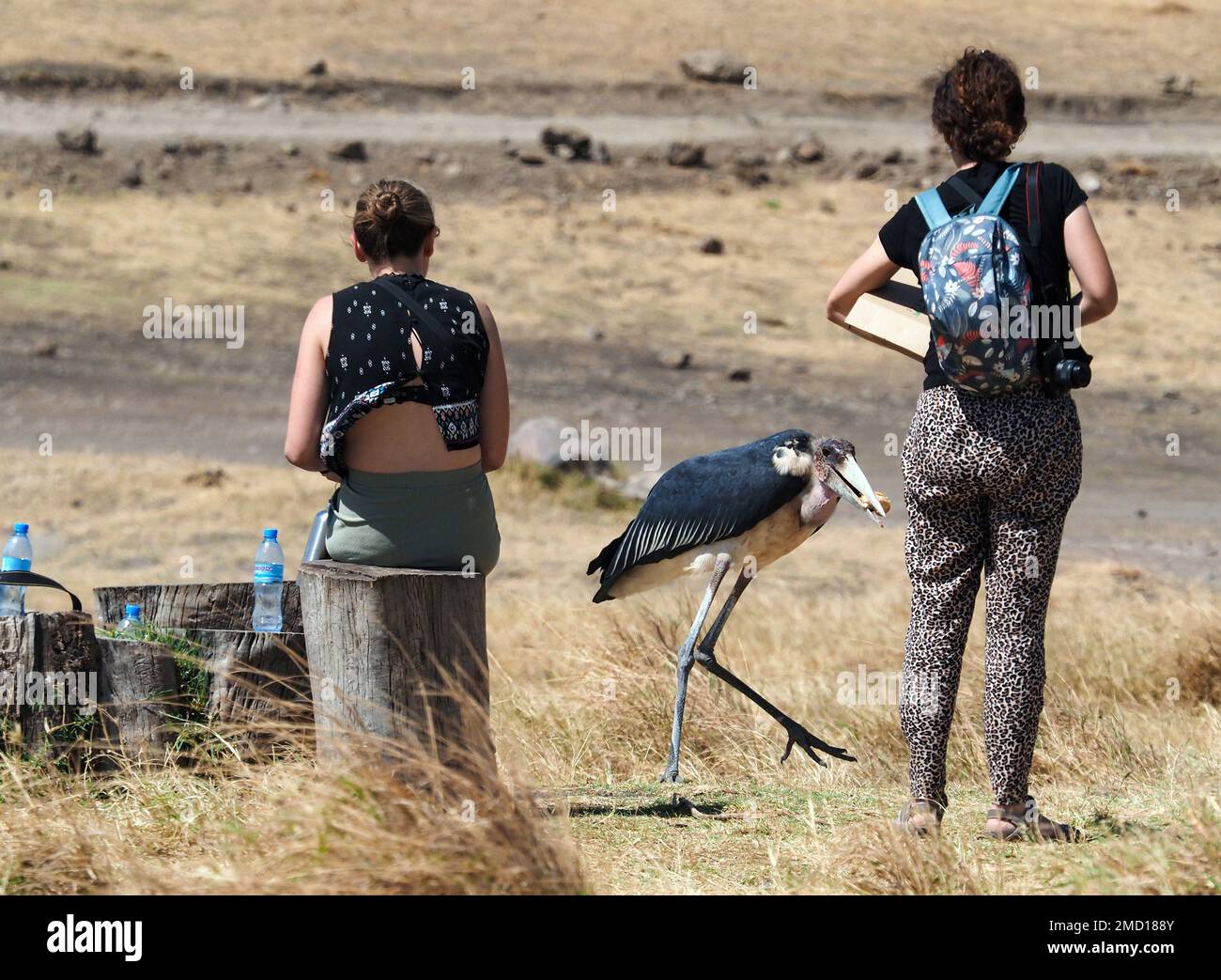 24 September 2022, Tanzania, Arusha: A Marabou (Leptoptilos ...