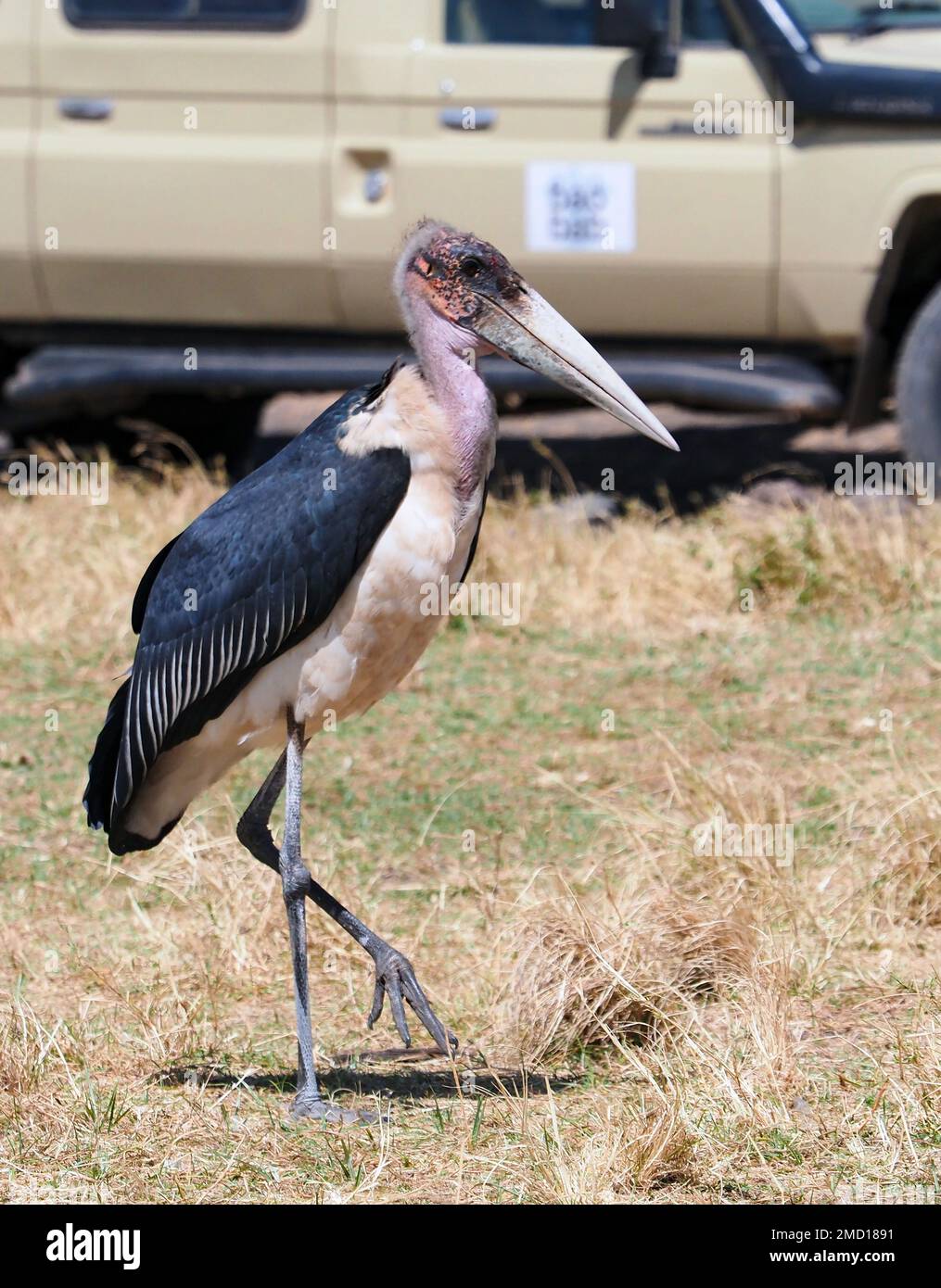 24 September 2022, Tanzania, Arusha: A Marabou (Leptoptilos ...