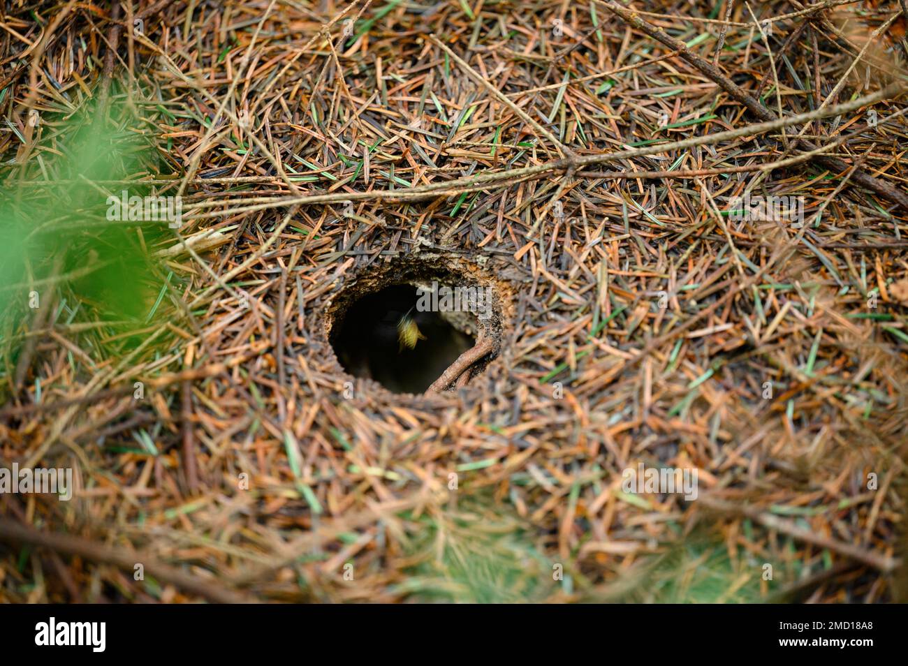 A wasp's hole in the forest is in the ground, around the fallen needles ...