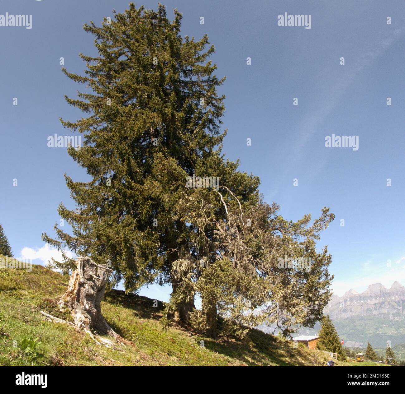 Pine tree on Schönhalden, Swiss Alps Stock Photo - Alamy