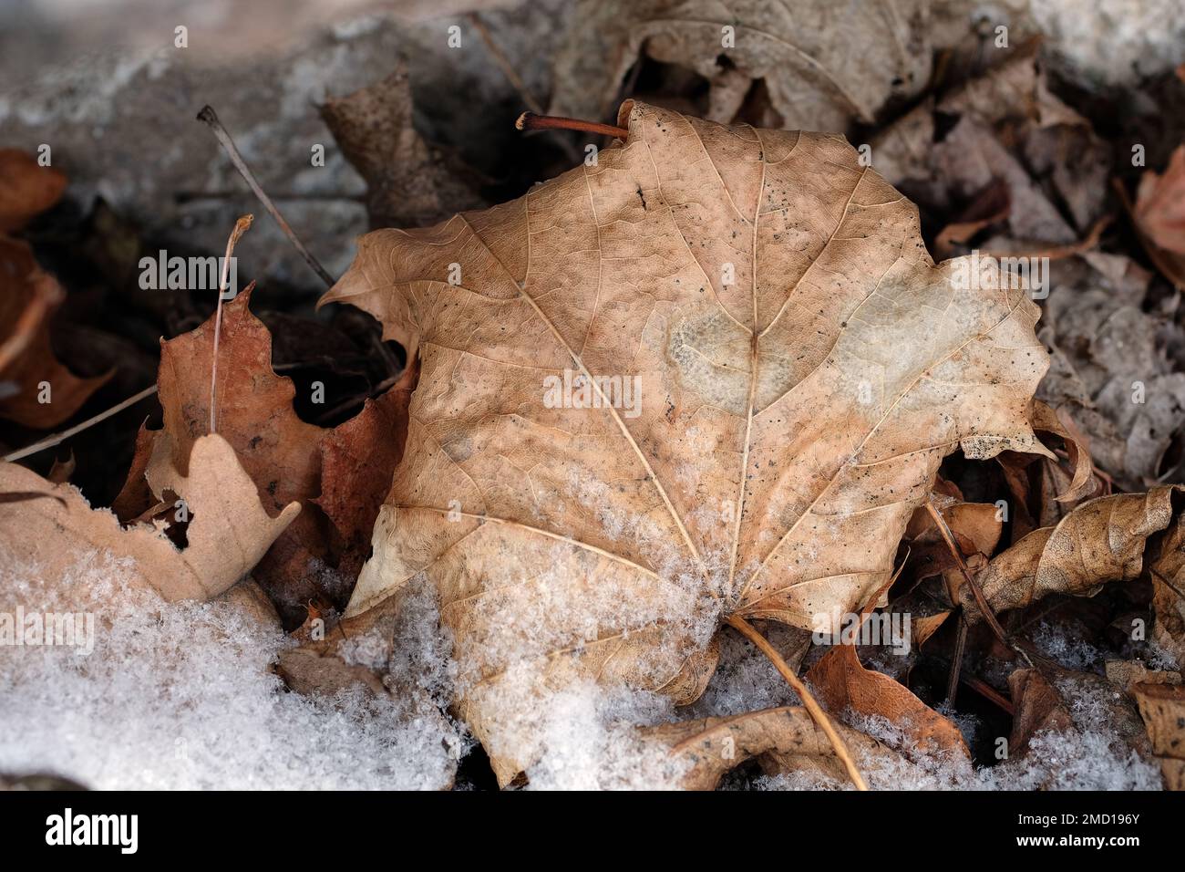 Maple flakes hi-res stock photography and images - Alamy