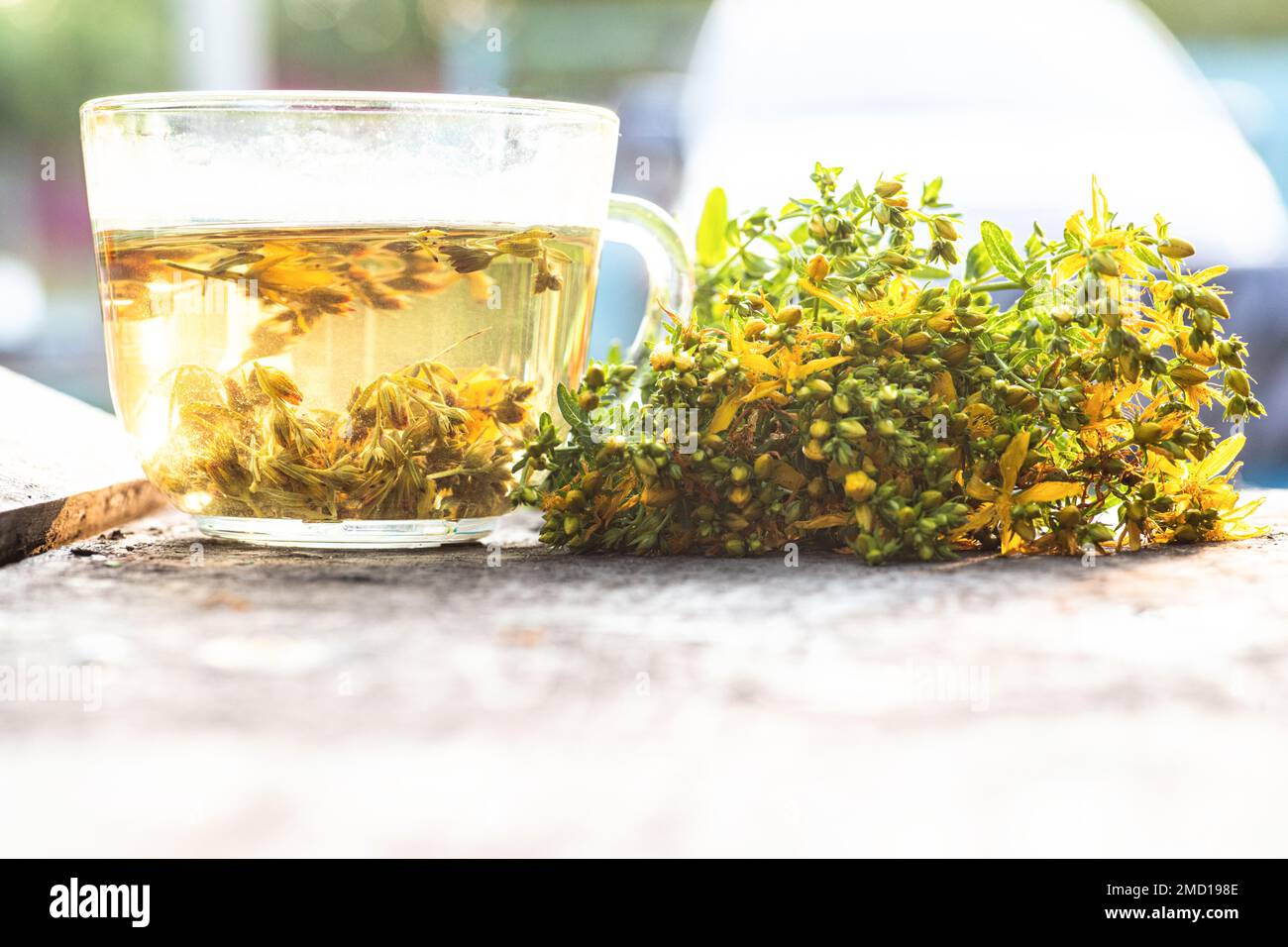 bunch of fresh flowering medicinal grass of St. John's wort near cup ...