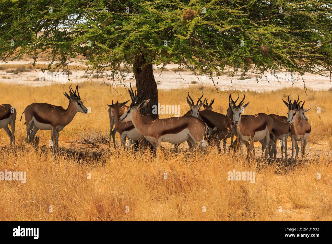 Springbok, medium-size antelope in natural habitat in Etosha National ...