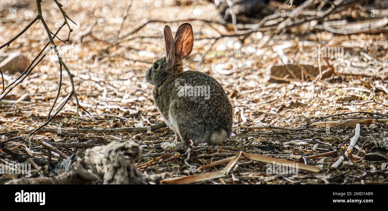 A closeup of a Californian brush rabbit (Sylvilagus bachmani) on the ...