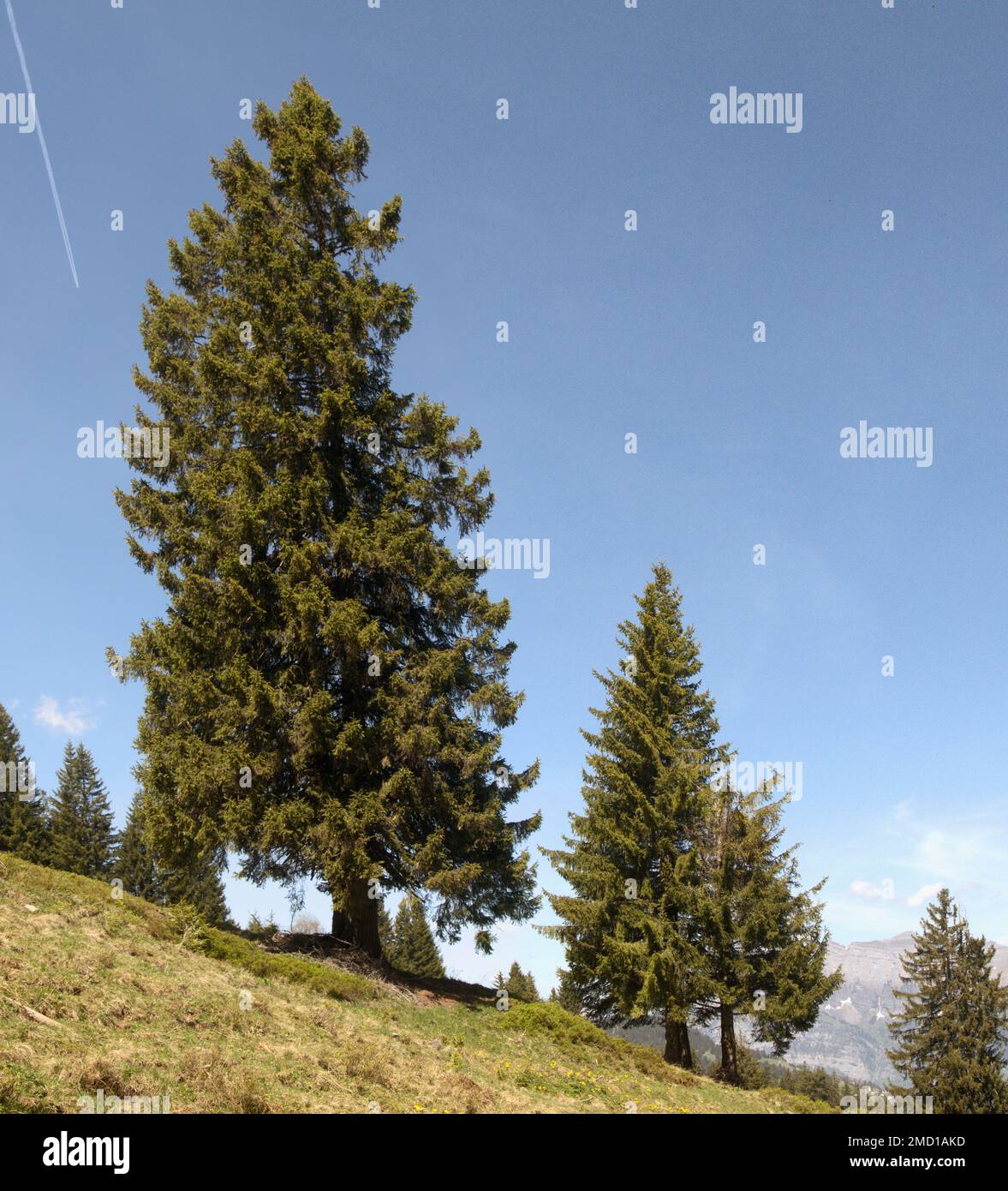 Pine tree on Schönhalden, Swiss Alps Stock Photo - Alamy