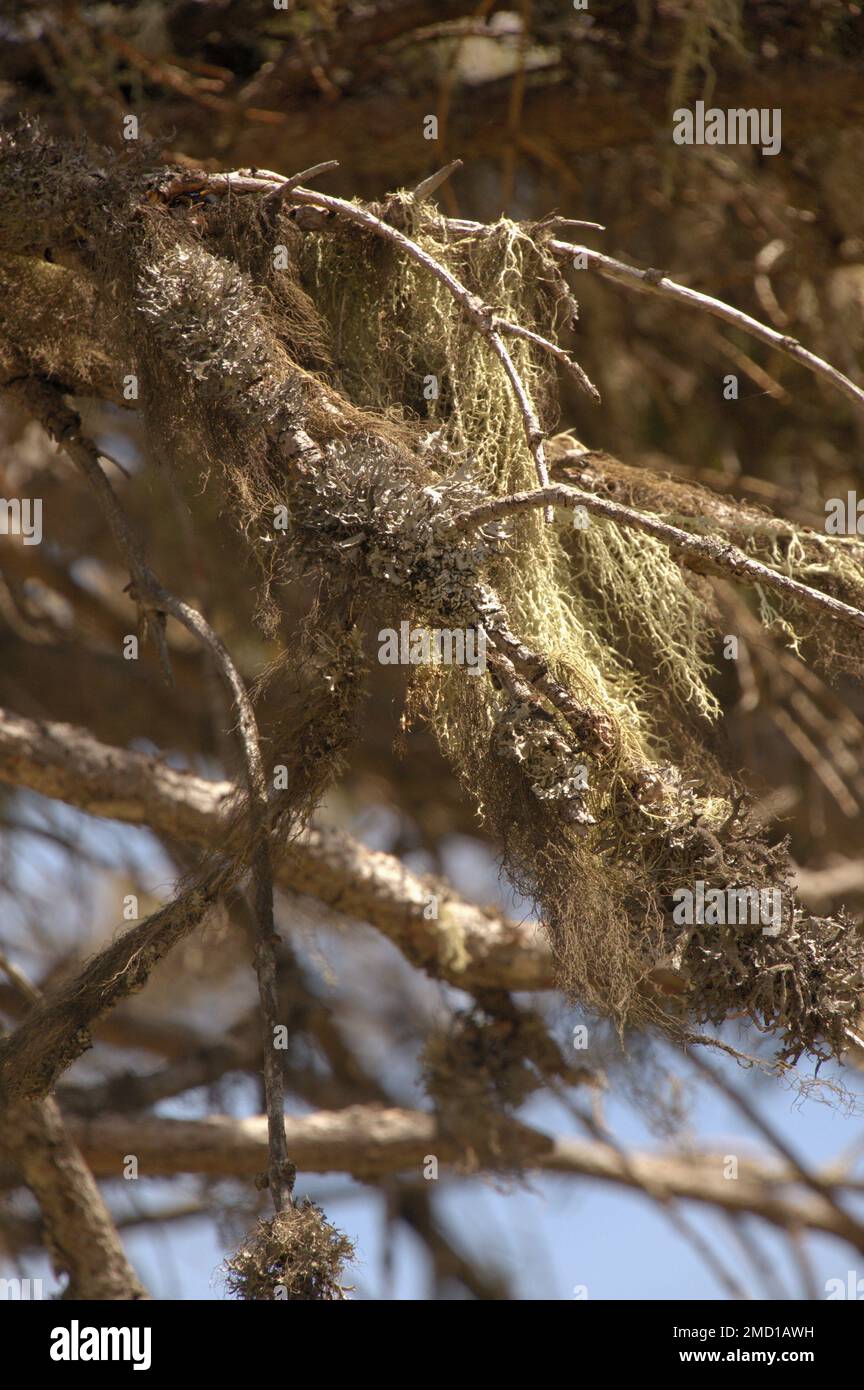 Shrubby fruticose lichen on Flumserberg in the Swiss Alps Stock Photo ...