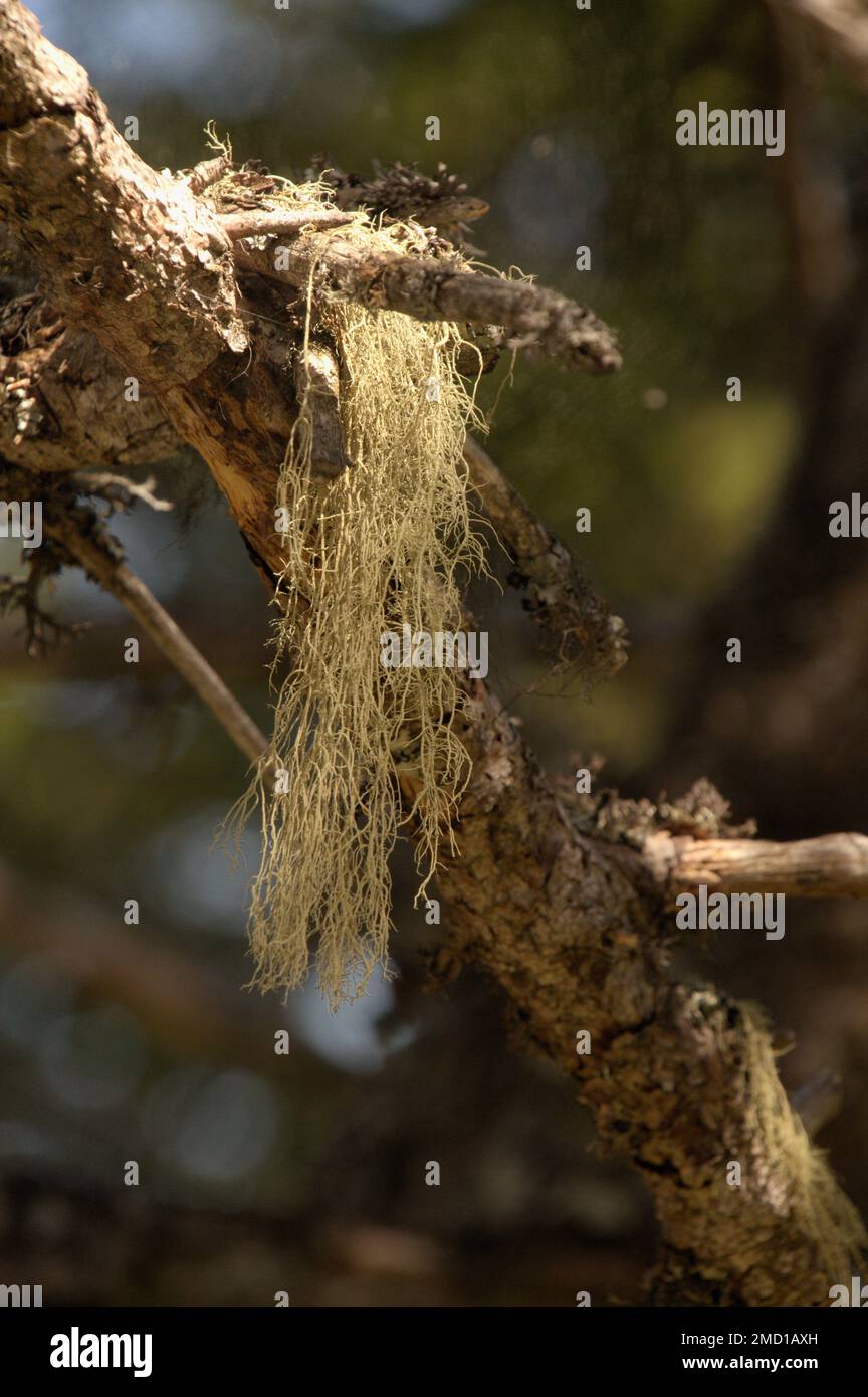 Shrubby fruticose lichen on Flumserberg in the Swiss Alps Stock Photo ...