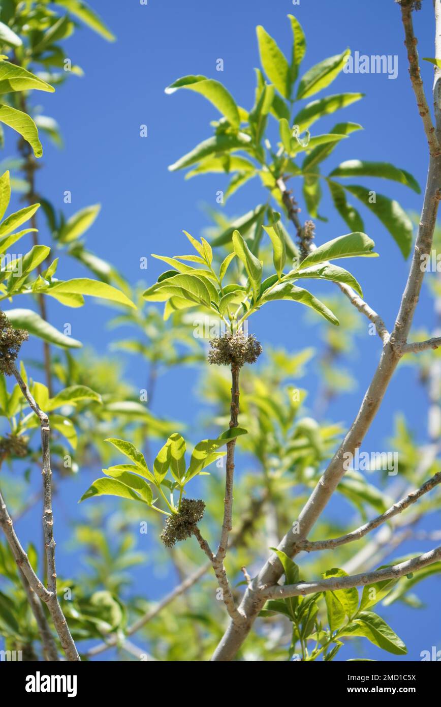 A vertical closeup of branches of a tree with tine leaves on them ...