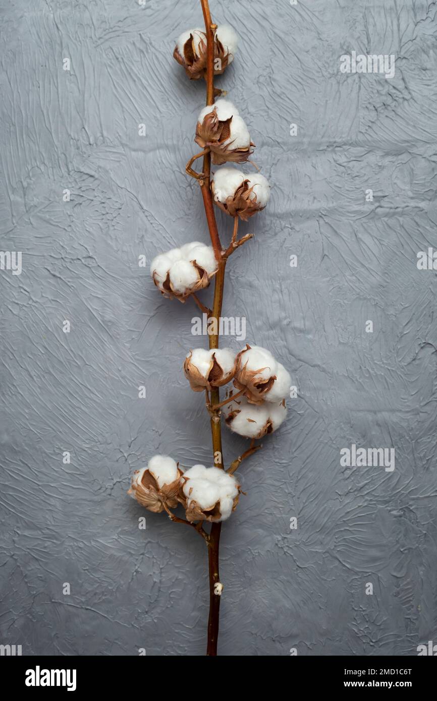 Natural cotton branch on defocused gray concrete background, soft focus ...