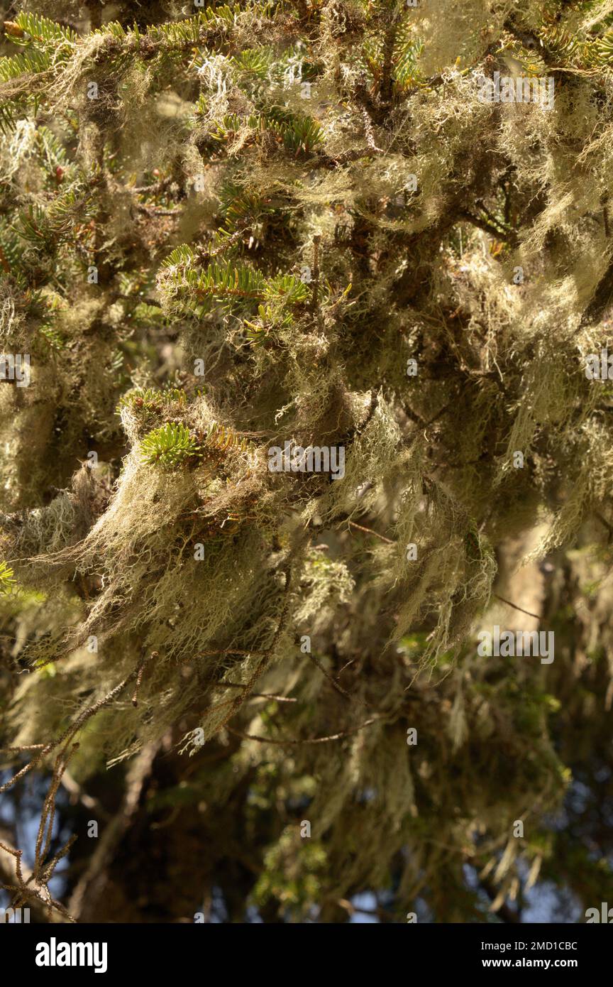 Shrubby fruticose lichen on Flumserberg in the Swiss Alps Stock Photo ...