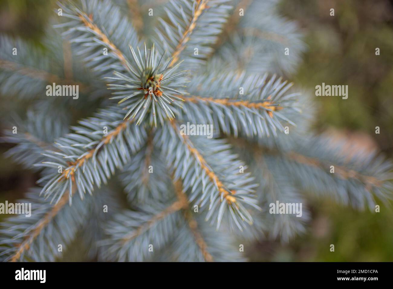 Picea pungens balaton hi-res stock photography and images - Alamy