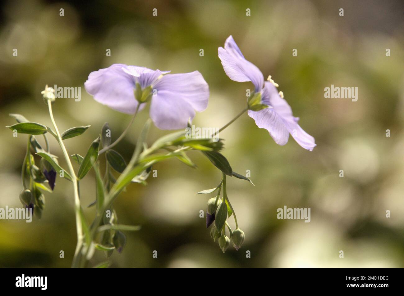 Alpine flax (Linum alpinum) flowering in cottage garden in Switzerland ...