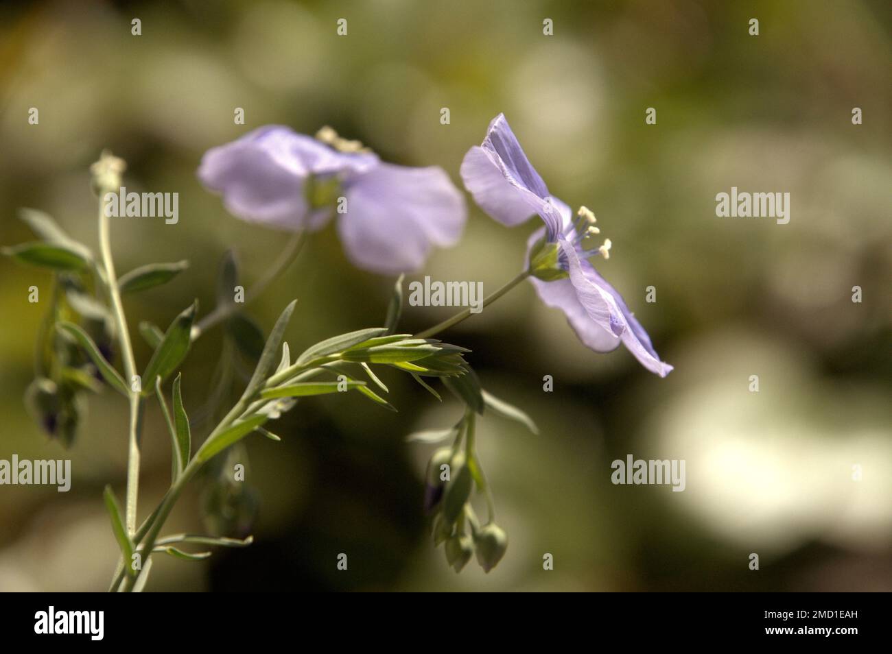 Alpine flax (Linum alpinum) flowering in cottage garden in Switzerland ...