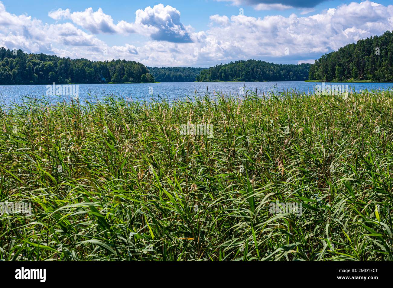 Bulrush plants growing on the coast of Asveja lake surrounded by forest ...