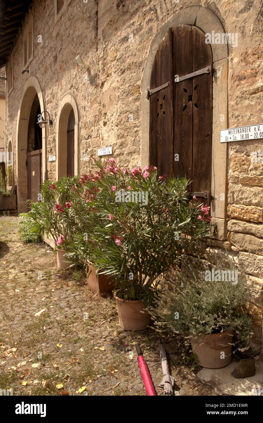 Oleander in front of old, stone house wall in Neustadt, Germany Stock ...