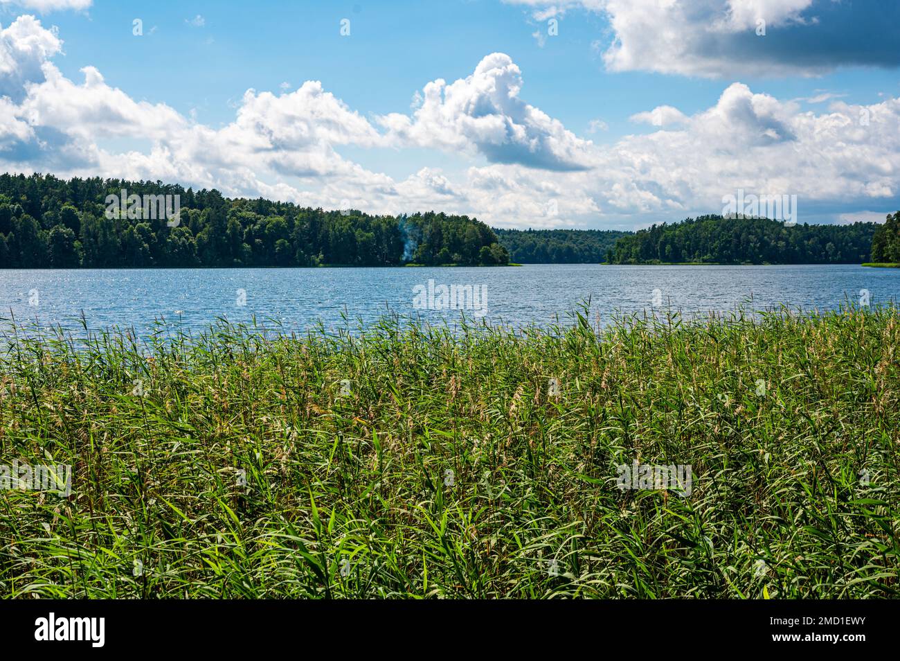 Bulrush plants growing on the coast of Asveja lake surrounded by forest ...