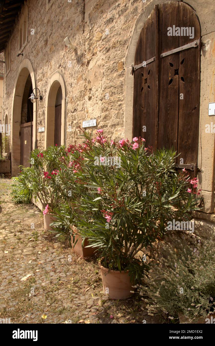 Oleander in front of old, stone house wall in Neustadt, Germany Stock ...