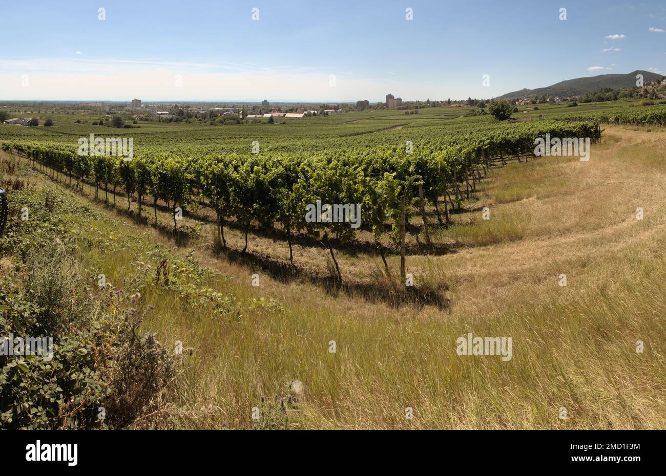 Vineyard in Neustadt, Germany Stock Photo - Alamy