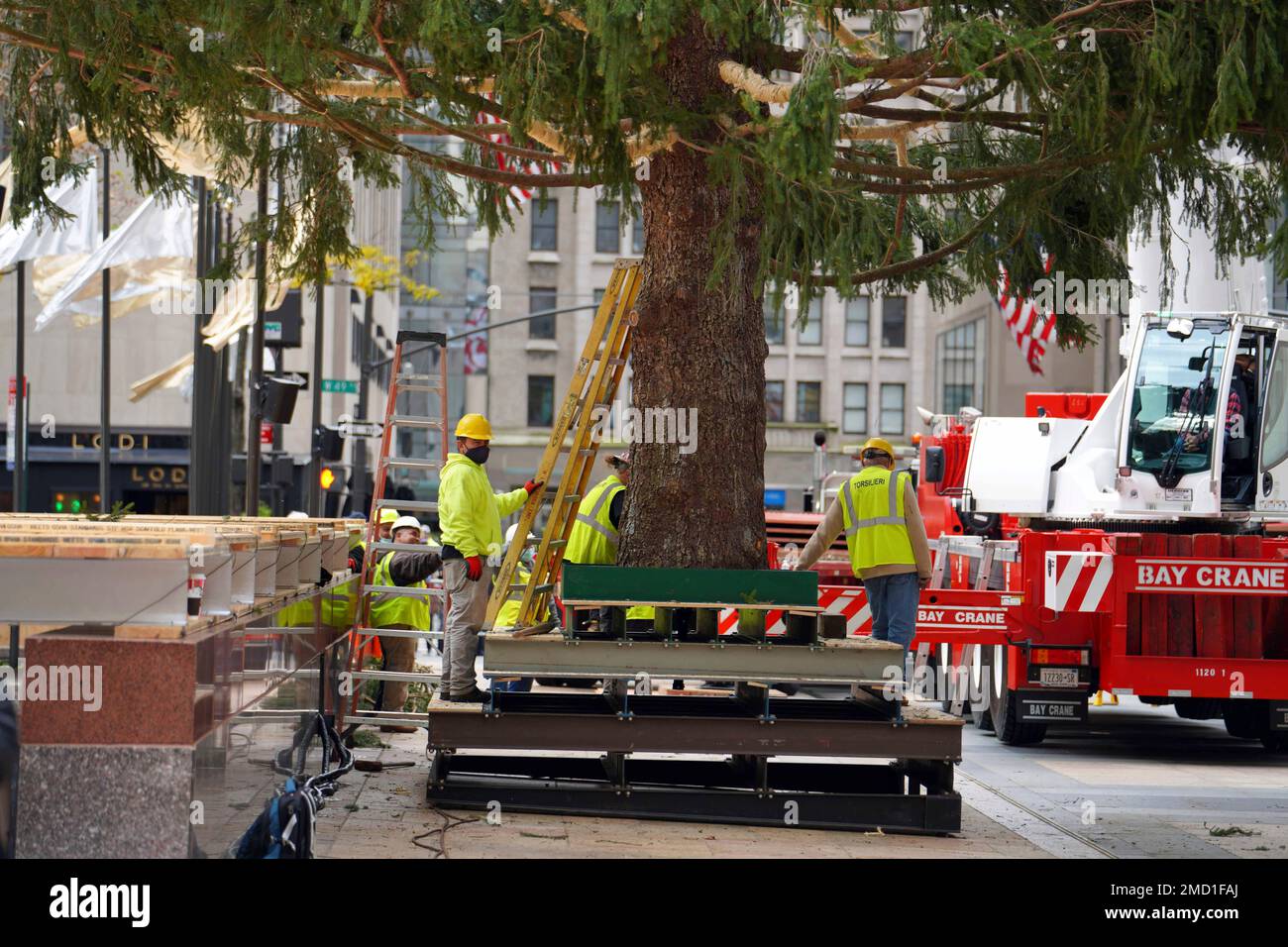 The 79-foot tall Rockefeller Center Christmas Tree that arrived from ...