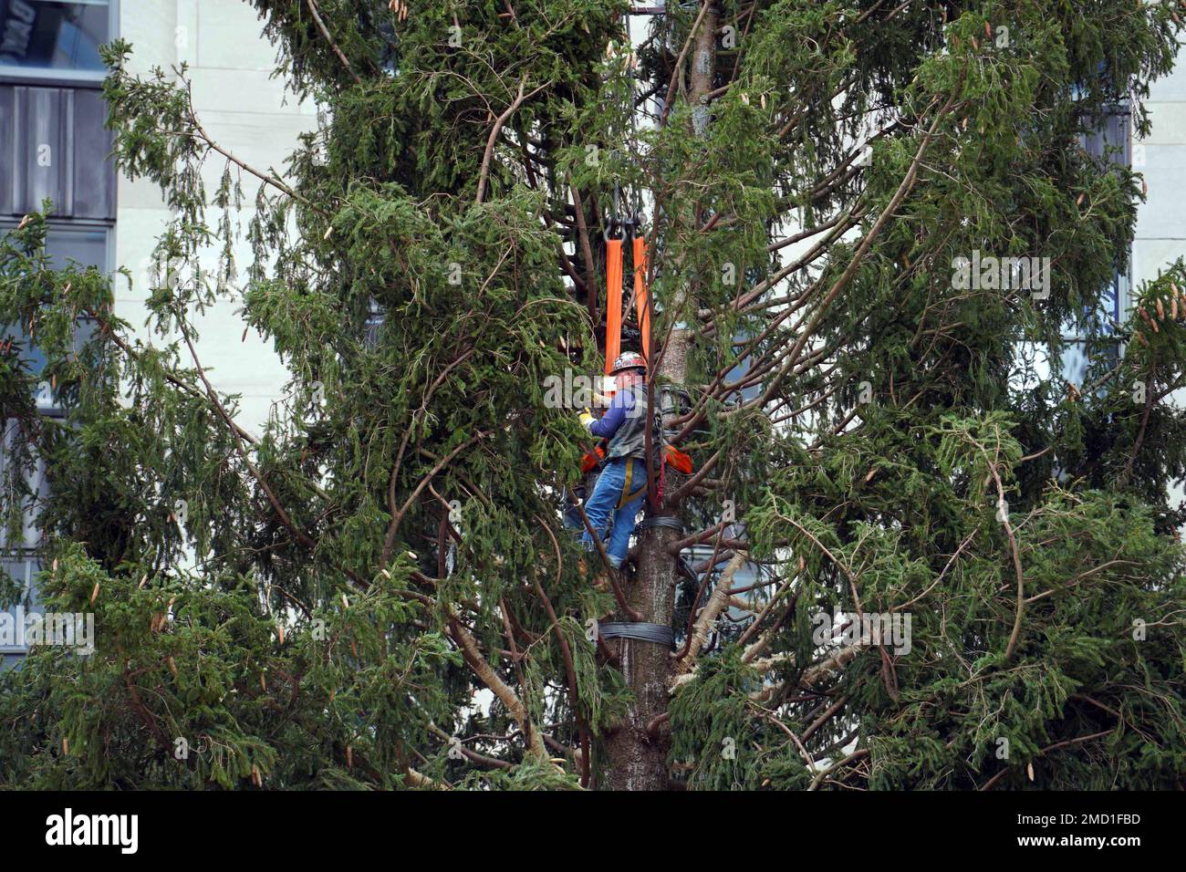 The 79-foot tall Rockefeller Center Christmas Tree that arrived from ...
